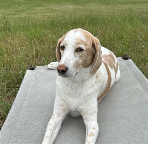 Bestpawfoward Redtail Technology