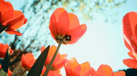 Control Variables Smart Slider Documentation