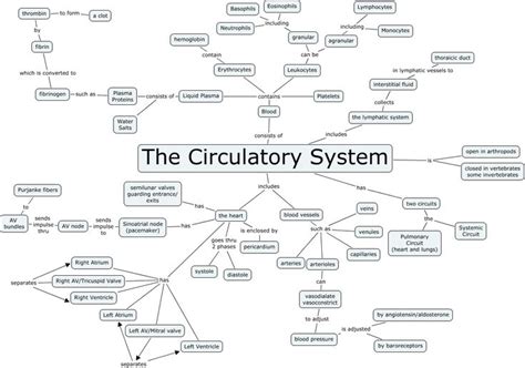 Circulatory System Human Circulatory System Concept Map Circulatory System