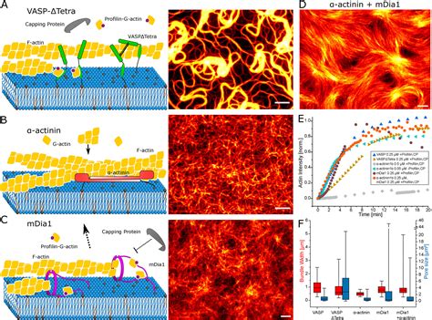 Vasp Localization To Lipid Bilayers Induces Polymerization Driven Actin