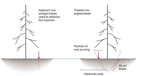 Best Practice For Root Pruning In Apples And Pears AHDB
