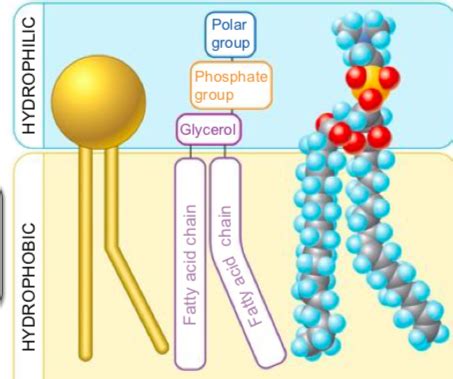 Cell Membranes Flashcards Quizlet