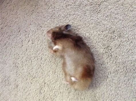 3 Ways To Cure Your Not Moving Hamster Wikihow