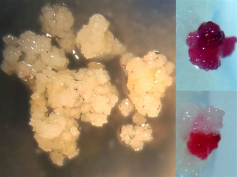 Ruby Zhao Lab