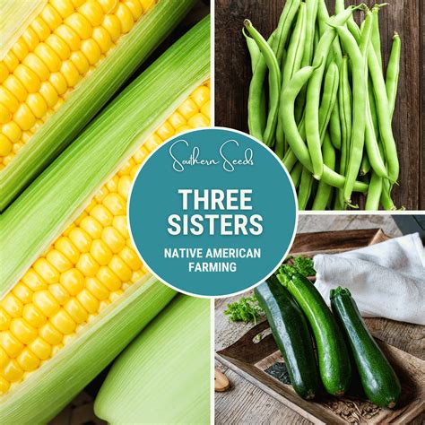 Three Sisters Seed Collection Native American Farming Corn Bean