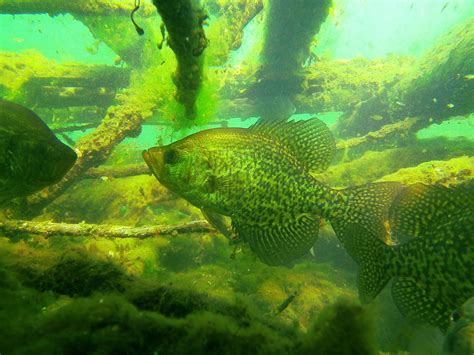 Engbretson Underwater Photography