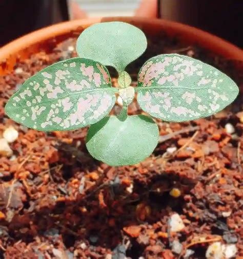 꽃 오래 볼 수 있게 캄파눌라 키우는 방법 월동 물주기 번식 Botanical House
