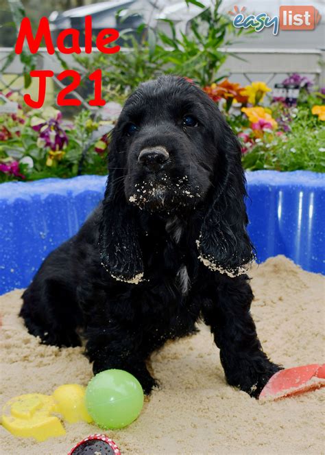 Cocker Spaniel Puppies For Sale
