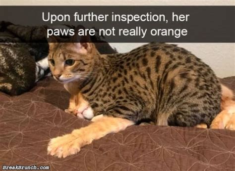 Lolcat Not Funny