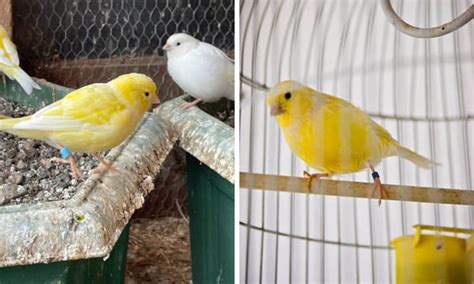 Canary Nest Tips For Creating A Suitable Nest Environment For Canary Breeding