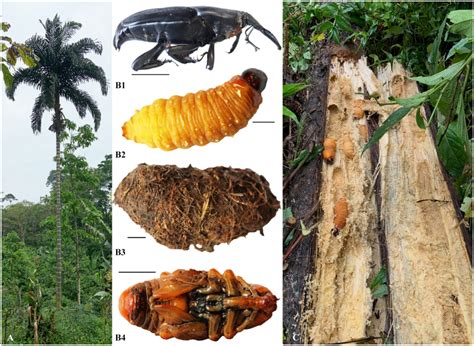 Ethnobiology Of Edible Palm Weevil Larvae Rhynchophorus Palmarum L