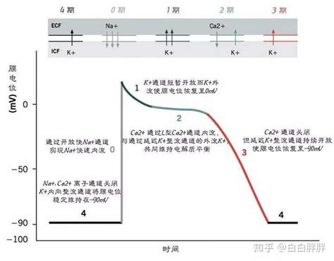 细胞动作电位模式图动作电位模式图 伤感说说吧