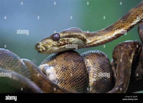 Rainforest Snakes Hi Res Stock Photography And Images Alamy