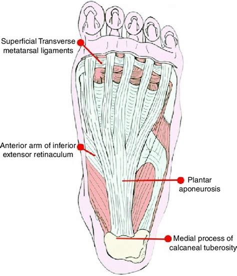 Plantar Fascia Wikism Sports Medicine Wiki