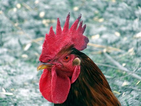Free Images Bird Flower Red Beak Livestock Winged Chicken Fauna Rooster Poultry Cock