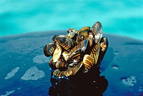 Aquatic Invasive Species In The Great Lakes TNC