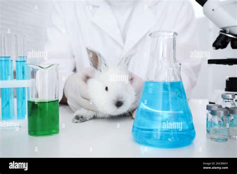 Lab Rabbit Species At Curtis Donahue Blog