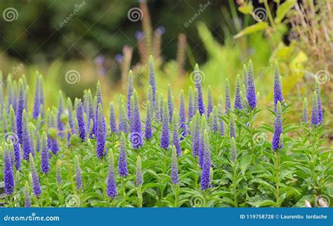 Purple Veronica Spicata Established Flowering Plants In Herbaceous Border Royalty Free Stock