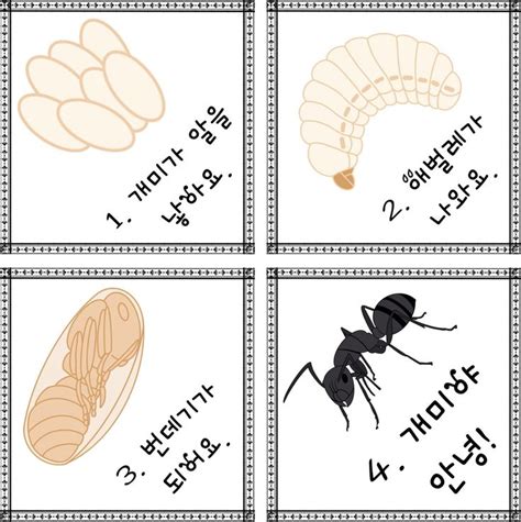 개미의 성장과정 개미의 한살이 책 만들기 Stretch Book 활동지 워크지 책 만들기 여왕개미 개미