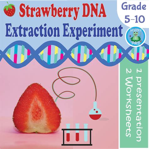 Strawberry Dna Extraction Lab Worksheet Proworksheet