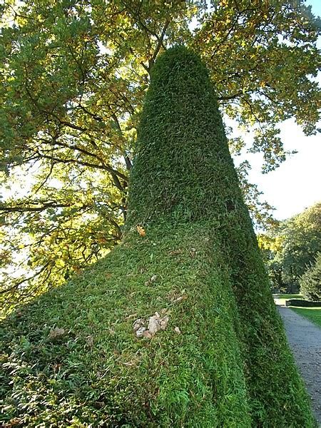 Zeravy Thuja Trvá Jim Poměrně Dlouho Obnova Po Zmlazení