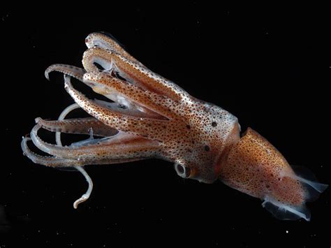 Squid Pictures Wallpaper 1600x1200 14324