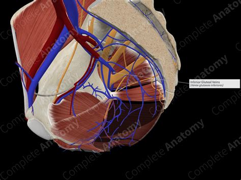 Inferior Gluteal Veins Complete Anatomy