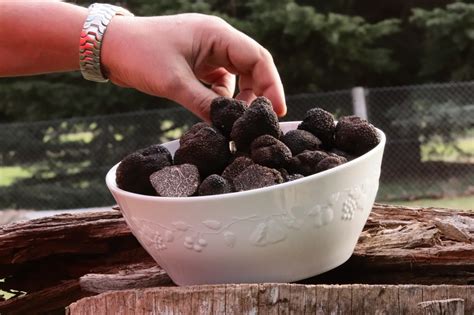 Es Uno De Los Pioneros De Las Trufas En Argentina Y Cuenta Los Secretos Del Diamante Negro De
