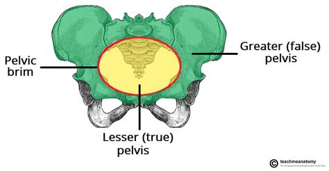 The Pelvic Girdle Structure Function Assessment Teachmeanatomy