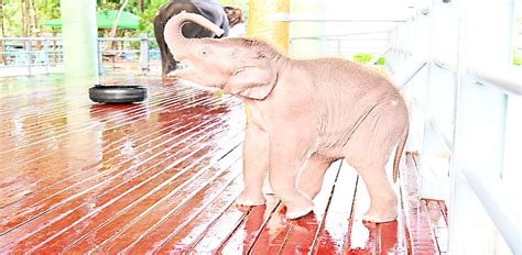 ၂၀၂၂ ခုနှစ်တွင် ပေါ်ထွန်းလာသော ဆင်ဖြူတော်ကလေး ရဋ္ဌနန္ဒက မိခင်ဆင်မကြီးနှင့်အတူ ကျန်းမာပျော်ရွှင်လ