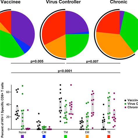 Differentiation State Of Hiv Specific Cd8 T Cells From Subjects With