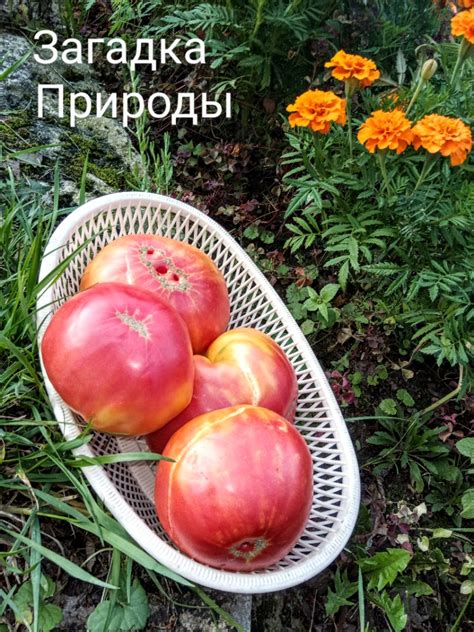Томат Загадка природы: описание, ОТЗЫВЫ (70), фото, урожайность