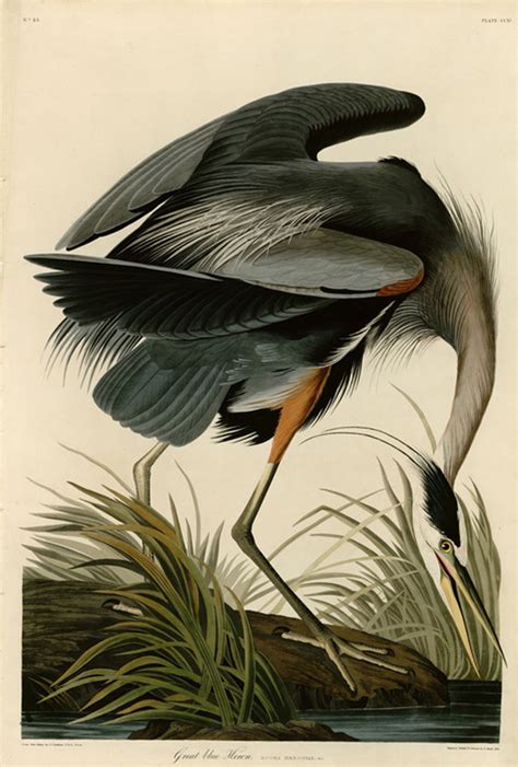 Art Prints Of Great Blue Heron By John James Audubon
