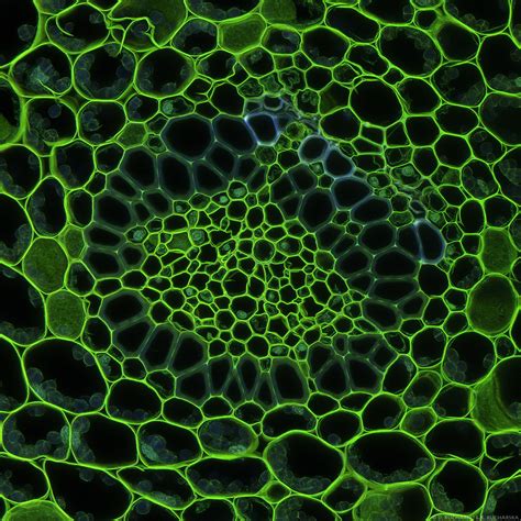 Vascular Bundle Under The Confocal Microscope By Dark Raptor On Deviantart