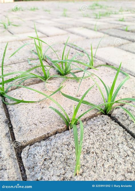 Cyperus Rotundus Coco Grass Java Grass Nut Grass Purple Nut Sedge Purple Nutsedge Red Nut