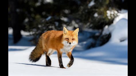 Fox Lifespan How Long Do Foxes Live How Fox Hunt How Fox Nuts Are Made