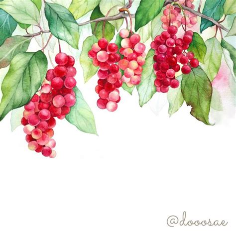 연두새ㅣ그림 on Instagram 가을열매 02 오미자 Schizandra 시골 엄마네집 붉게붉게 익은 오미자