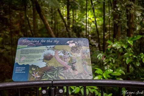 世界遺産の熱帯雨林モスマン渓谷MOSSMAN GORGEでトレッキングと川遊び