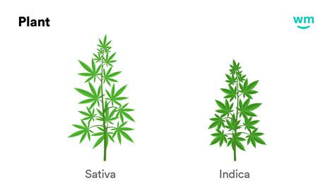 What Is Indica Learn About Cannabis Indica Weedmaps