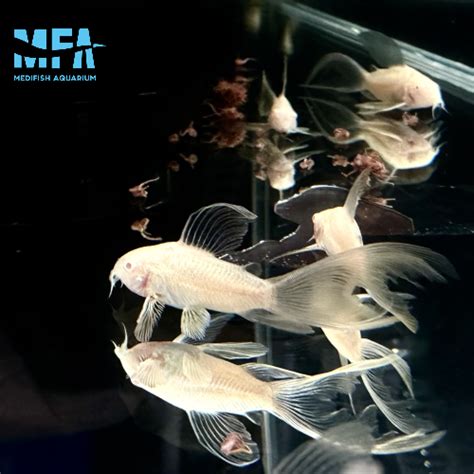 알비노 화이트 롱핀 코리도라스 35~4cm 메디피쉬 아쿠아리움 수산질병관리사가 운영하는 수족관