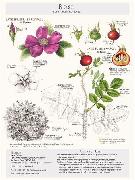 Foraging And Feasting Limited Edition Print Rose — Foraging And