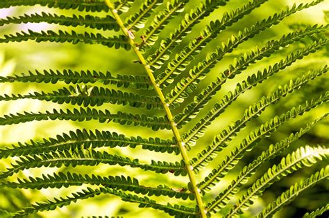 シダ 緑 シダ植物 Pixabayの無料写真 Pixabay
