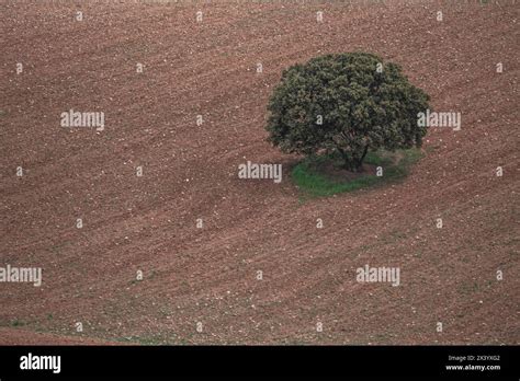 The Holm Oak Quercus Ilex Is A Medium Sized Evergreen Tree Native To