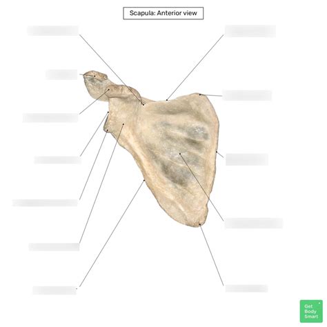 Diagram Of Scapula Quizlet