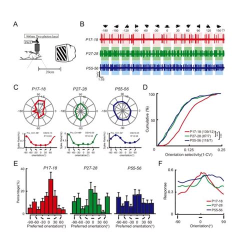 The Orientation Selectivity And The Preferred Orientation Bias Of Pv Download Scientific