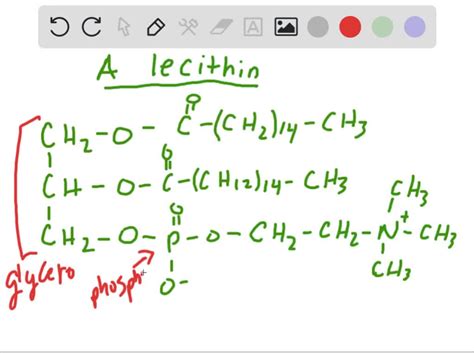 Lecithin Chemistry At Bianca Wilson Blog