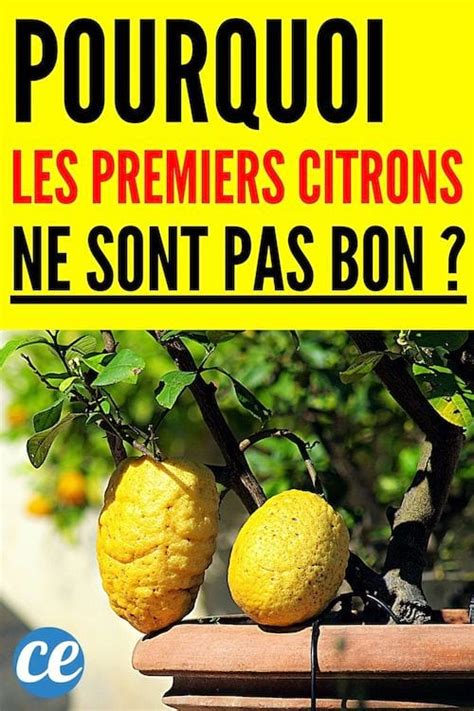 Pourquoi Il ne Faut Pas Manger les Premiers Citrons de la Récolte