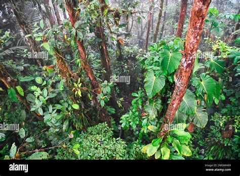The Choco S Rain Forest Is One The 25 Hot Spot For Biodiversity In The