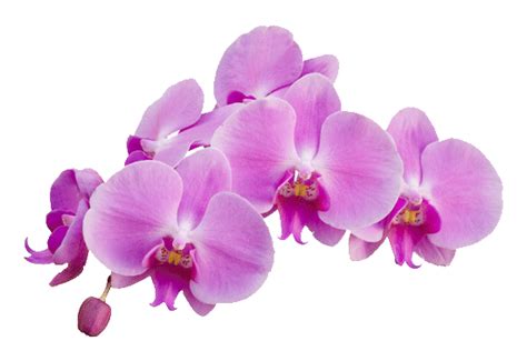 Orquídea Morada PNG transparente StickPNG