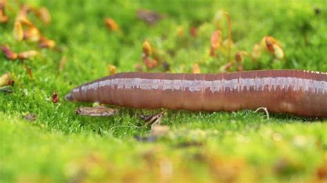 Oligochaeta Examples Four New Terrestrial Earthworm Species From The